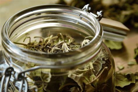 Jak Suszyć Lubczyk Poradnik Krok Po Kroku