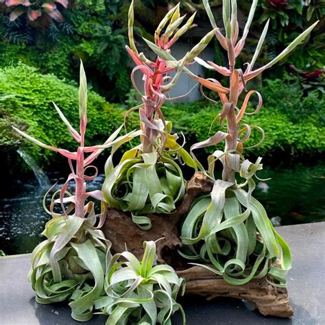 Plant Faqs Tillandsia Streptophylla