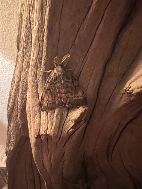 Moth Sleepingsick Rmoths