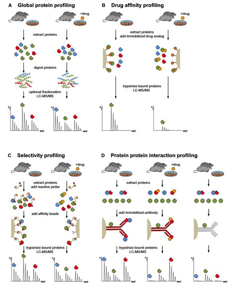 Protein Quantification Service Mtoz Biolabs