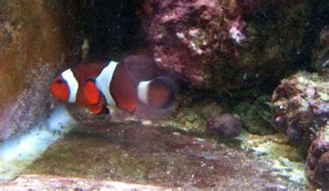 Definitive Guide To Breeding Clownfish How To Hatching Eggs And More