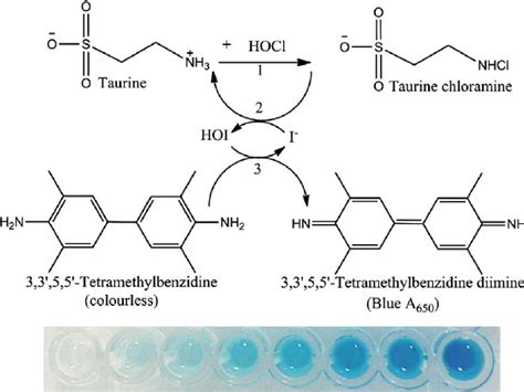The Taurine Chloramine Assay Hypochlorous Acid Is Captured In Reaction Download Scientific