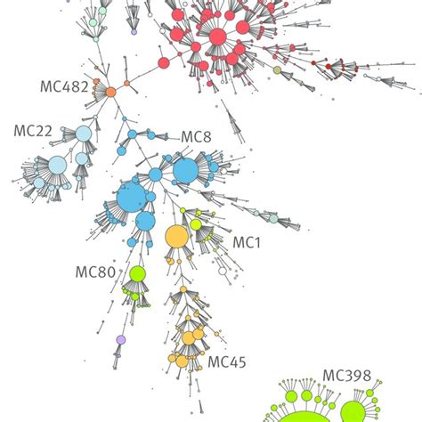 Minimum Spanning Tree Of Staphylococcus Aureus Isolates Typed By Mlva