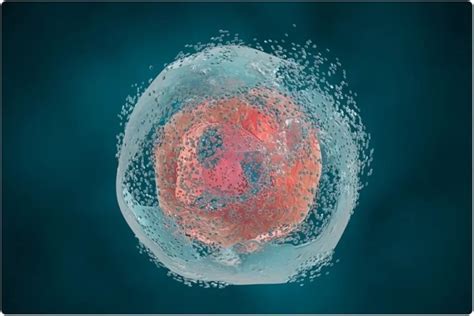 Necrosis مجموعه مقالات و آموزش ها فرادرس مجله‌