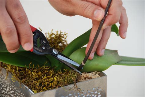 Poda en las Orquideas Dicas de jardinagem Orquídeas Cultivo de