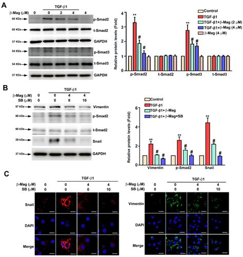 β Mangostin Alleviates Renal Tubulointerstitial Fibrosis Via The Tgf β1