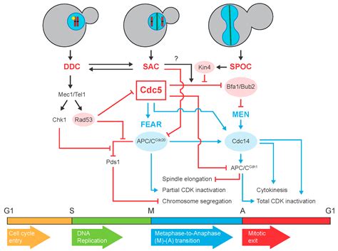 Regulation Of Mitotic Exit By Cell Cycle Checkpoints Lessons From Saccharomyces Cerevisiae