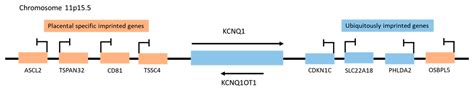 Kcnq1ot1 An Oncogenic Long Noncoding Rna