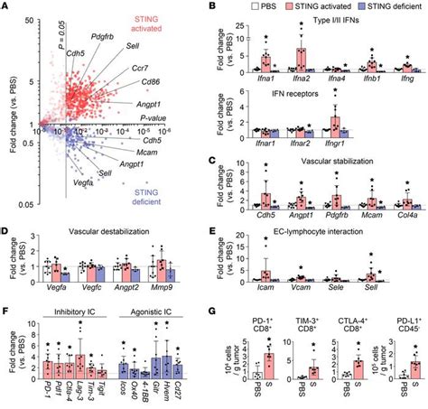 Jci Sting Activation Reprograms Tumor Vasculatures And Synergizes