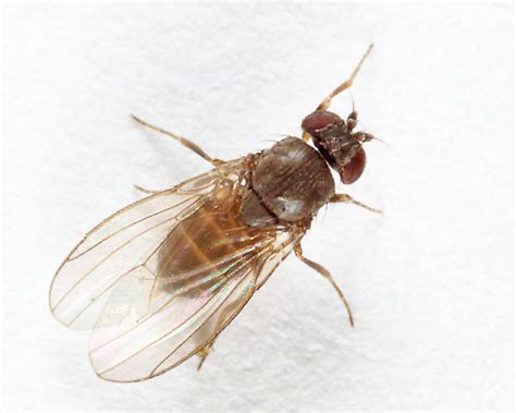 Drosophilid Bugguidenet