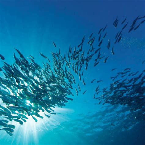 Plenty More Fish How To Choose Sustainable Fish And Seafood From Fish