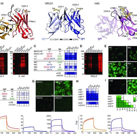Conformational Flexibility Of Hiv 1 Bnabs Antigen Binding Sites A
