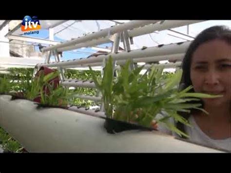JTV MALANG - KOPI MANIS - TEKNIK HIDROPONIK, SOLUSI BERCOCOK TANAM DI LAHAN SEMPIT - YouTube
