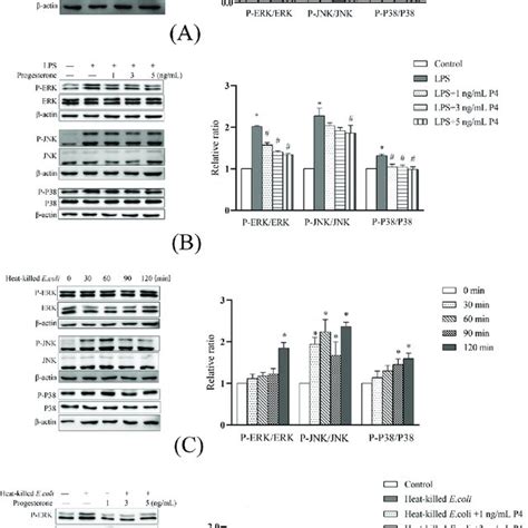 Progesterone Suppressed Phosphorylations Of Erk Jnk And P38 In