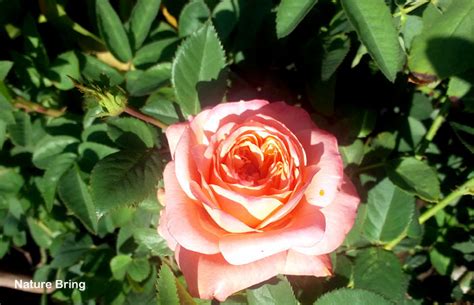 How To Fertilize Your Roses Rose Fertilizer Organic Fertilizer