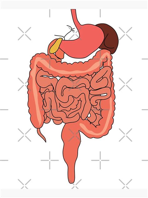 Bolsa De Tela Cartel Del Diagrama Del Sistema Digestivo Humano