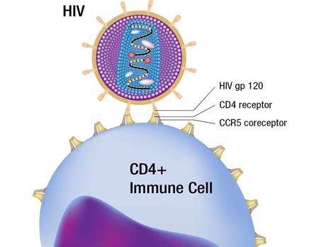 Overcoming Viral Vector Toxicity Ccr5 Gene Editing Maxcyte