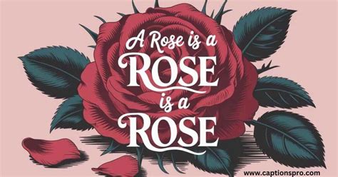 360 Best Rose Captions For Instagram 2025 Captions Pro