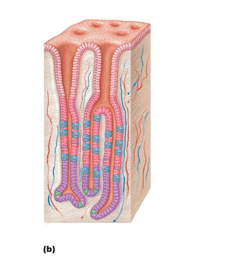 Gastric Pit Gastric Gland Diagram Quizlet