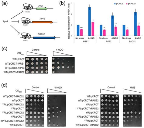 Ijms Special Issue Proteostasis And Proteasome Inhibitors 20