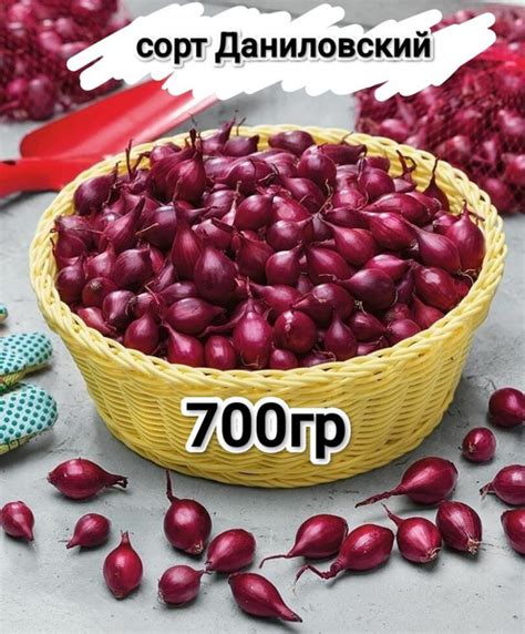 Лук севок на посадку Даниловский 700гр купить на OZON по низкой цене ...