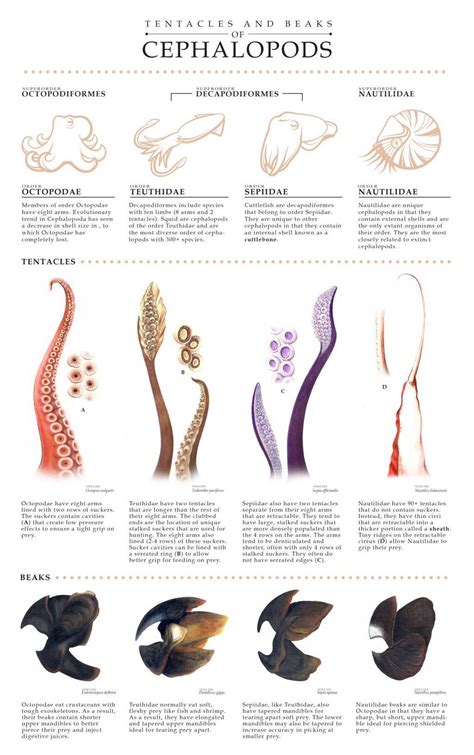Tentacles And Beaks Of Cephalopods Marine Animals Marine Biology