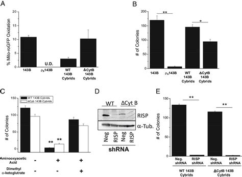 Mitochondrial Complex Iii Generated Ros Are Required For Download