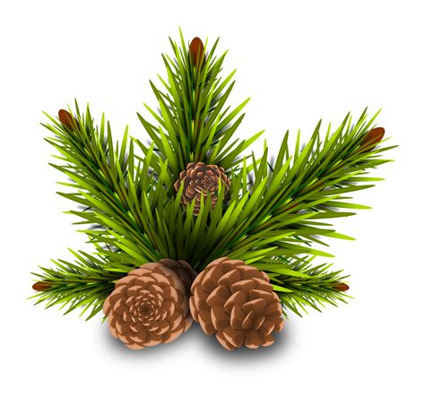 Pino Conos De Árbol Imagen Gratis En Pixabay