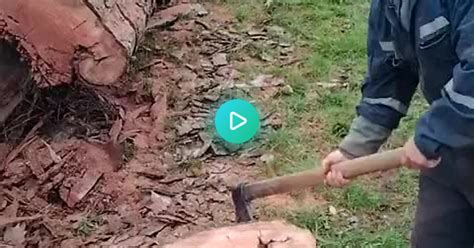 Rápido Y Efectivo Éxitos Tropical Rancheros Mexico Sonido Album On Imgur