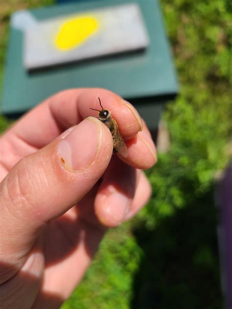 Found A Cyclops Drone R Beekeeping