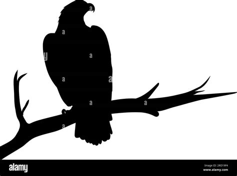 Eagle On Tree Branch Silhouette Isolated On White Background Vector