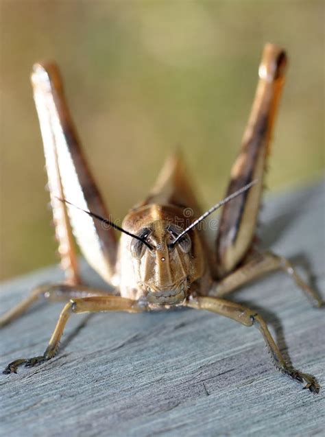Macro Head And Thorax Of A Grasshopper Stock Image Image Of Closeup
