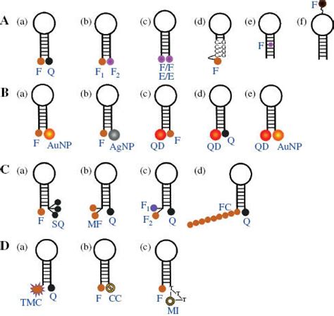 Various MBs A Regular MBs A An MB Modified With Common Signaling Download Scientific