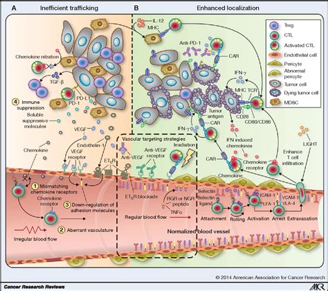 Figure 1 From Trafficking Of T Cells Into Tumors Semantic Scholar