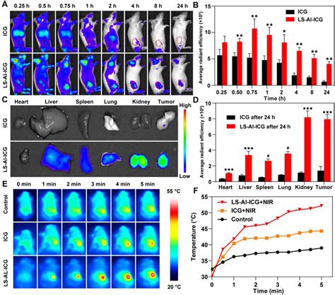 In Vivo Biodistribution And Photothermal Evaluation A Fluorescence