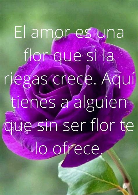 Frases De Amor Para Regalar Flores Frases Mias