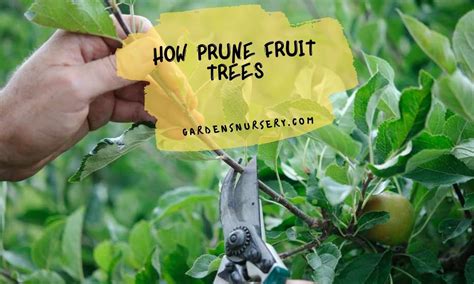 How Prune Fruit Trees Gardening Tips For Pruning GARDENS NURSERY
