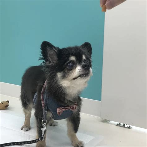 【ペットホテル 犬ちゃん】 ブログ 茨木市で動物病院ならゆうり動物病院