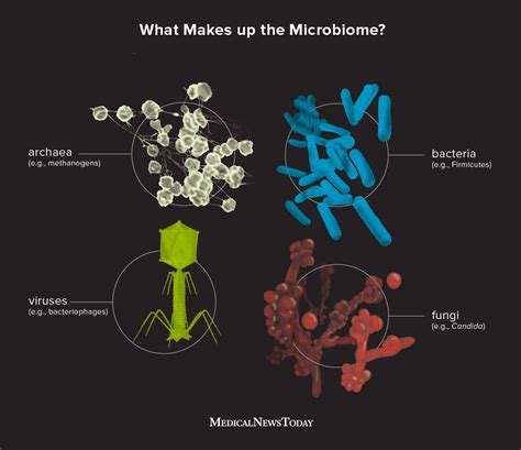 What Is The Map Of The Human Microbiome