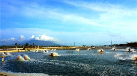 Budidaya Salinitas Rendah Jala Blog