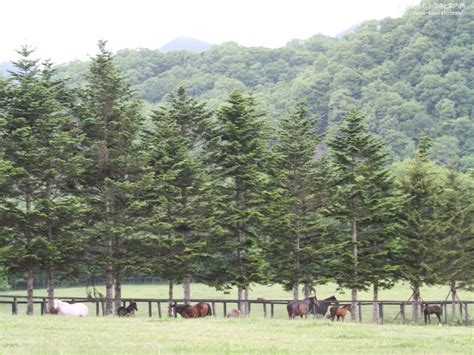 2013年06月09日 エプソムc G3 重賞ウィナーレポート 競走馬のふるさと案内所