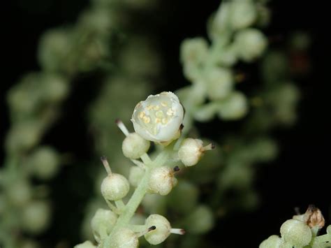 Clethra Clethraceae