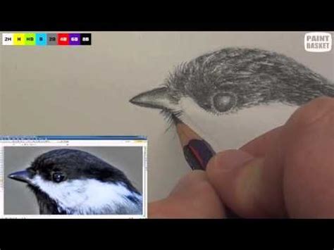 How To Draw A Black Capped Chickadee Bird In Pencil Youtube Bird
