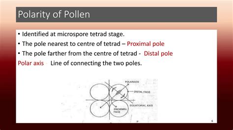 Pollen Morphology Exine Sculpturing Pollen Kitt Npc And Palynologypptx Pptx