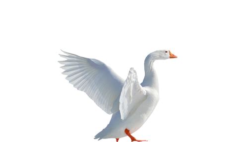 Download Goose Flying Png Image For Free