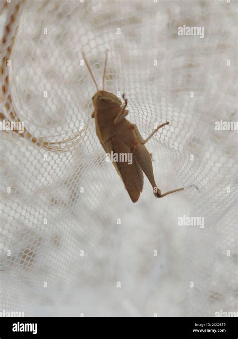 Mischievous Bird Grasshopper Schistocerca Damnifica Insecta Stock