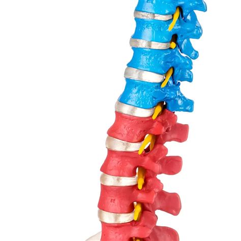 Flexible Didactic Spine Model With Pelvis Medisave Uk