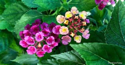 Poda de arbustos de Lantana cómo y cuándo podar Lantana 2024