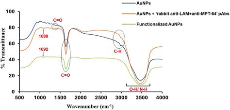 Ftir Spectra Of Aunps Blue Line Aunps Conjugated With ‘rabbit