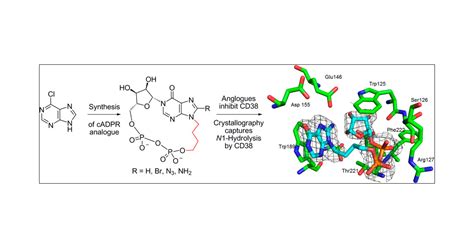 Chemical Structures Of Cyclic Adp Ribose Cadpr Isomers 51 Off